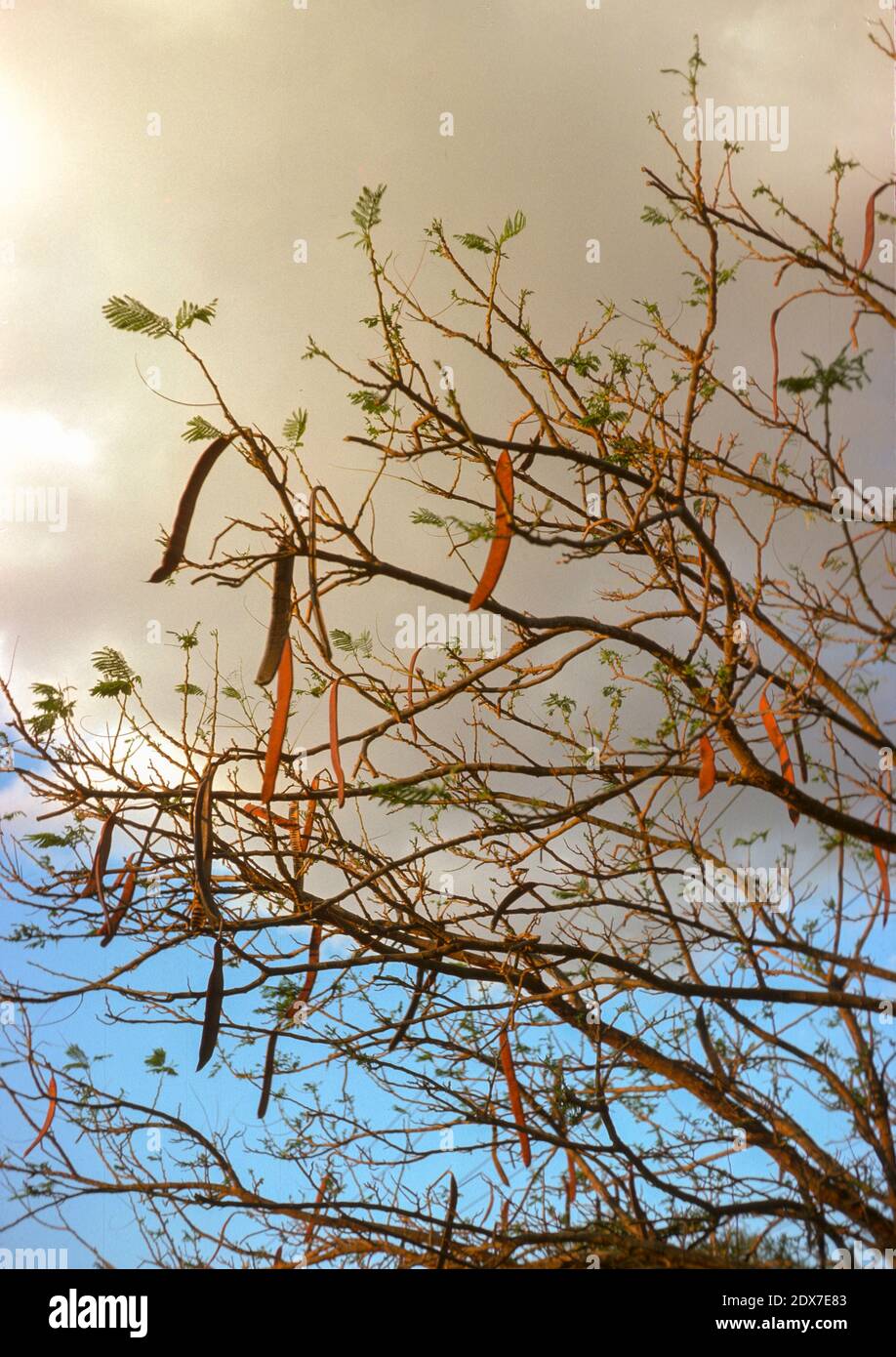 Hughenden, Queensland, Australia Stock Photo - Alamy