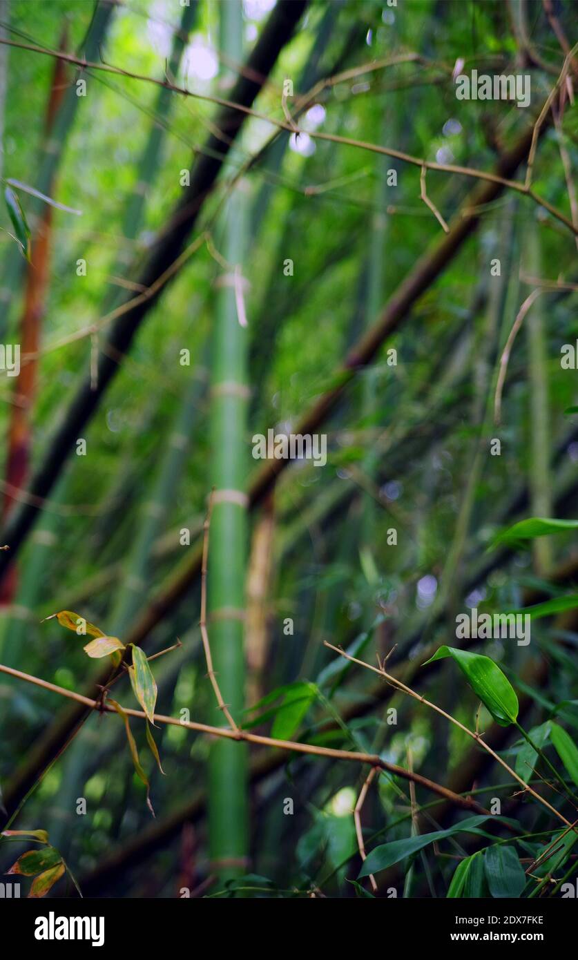 Bamboo forest colombia hi-res stock photography and images - Alamy
