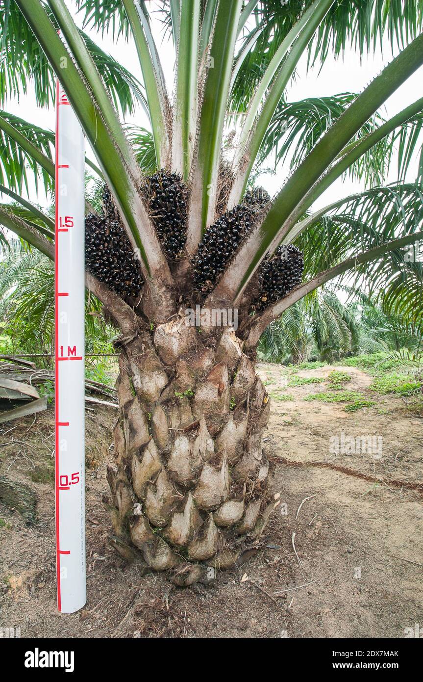 Bunches seed hi-res stock photography and images - Alamy