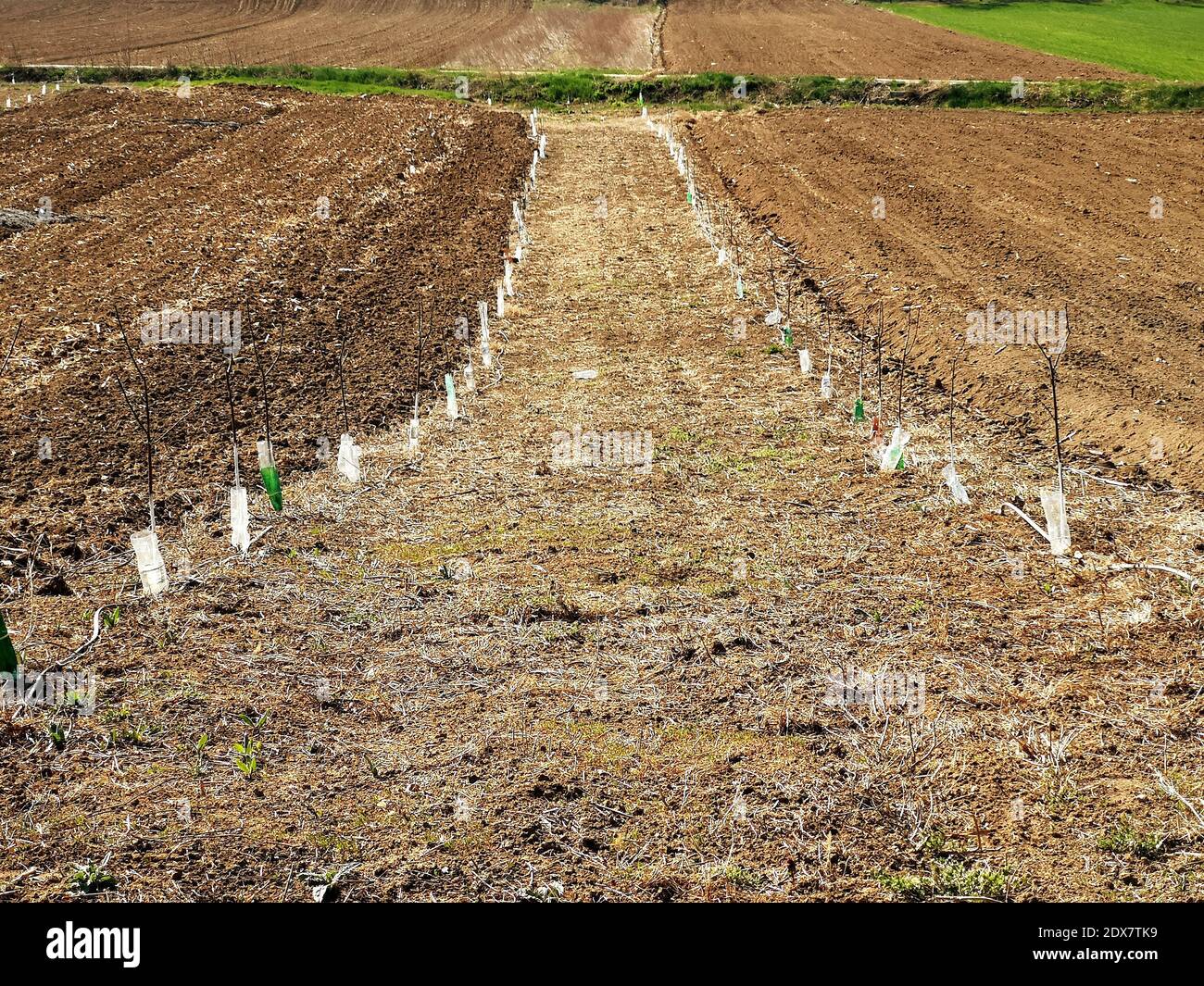 Plants Growing On Field Stock Photo - Alamy