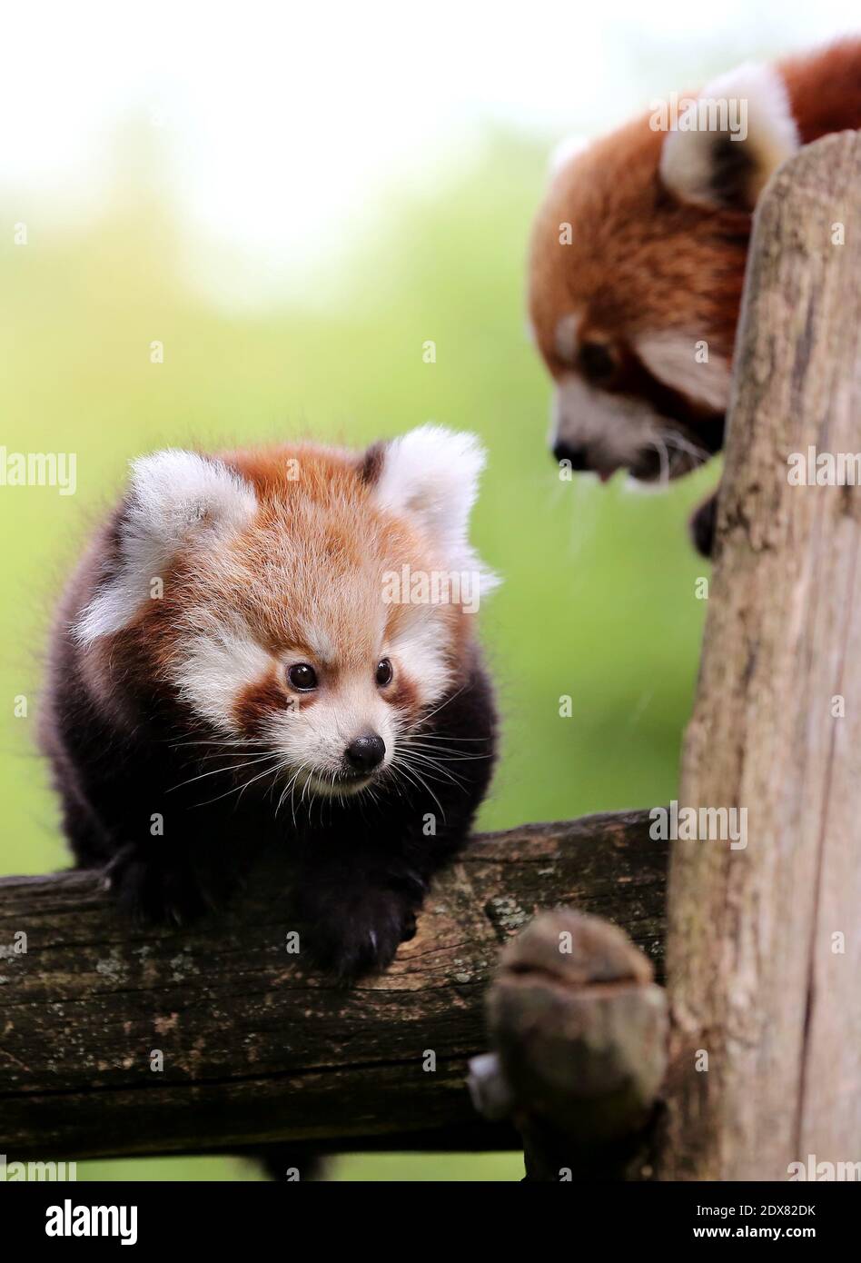Red panda female hi-res stock photography and images - Alamy