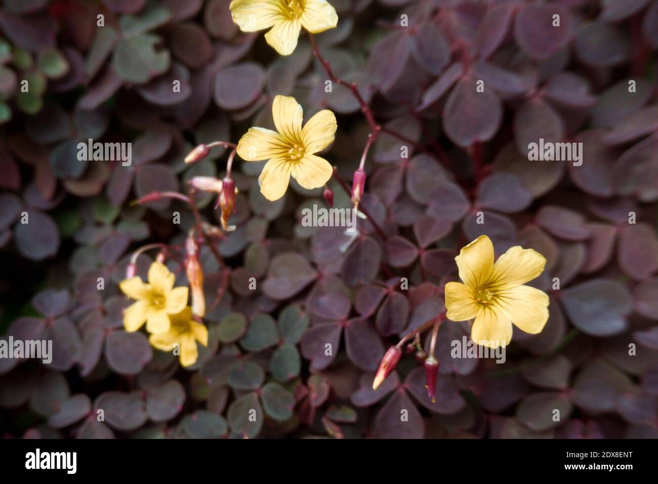 Rata blossom hi-res stock photography and images - Alamy