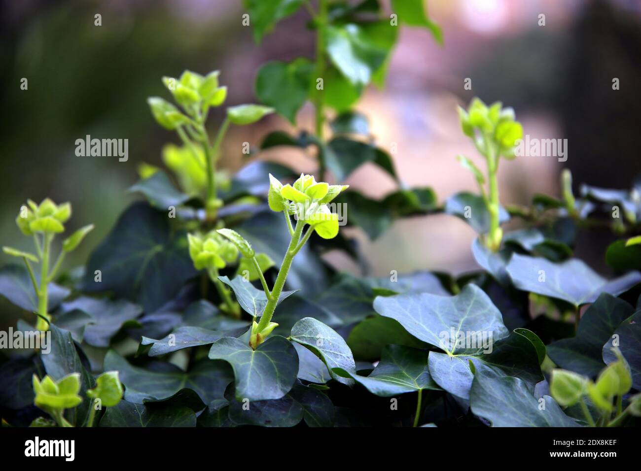 Climbing ivy plant hi-res stock photography and images - Alamy