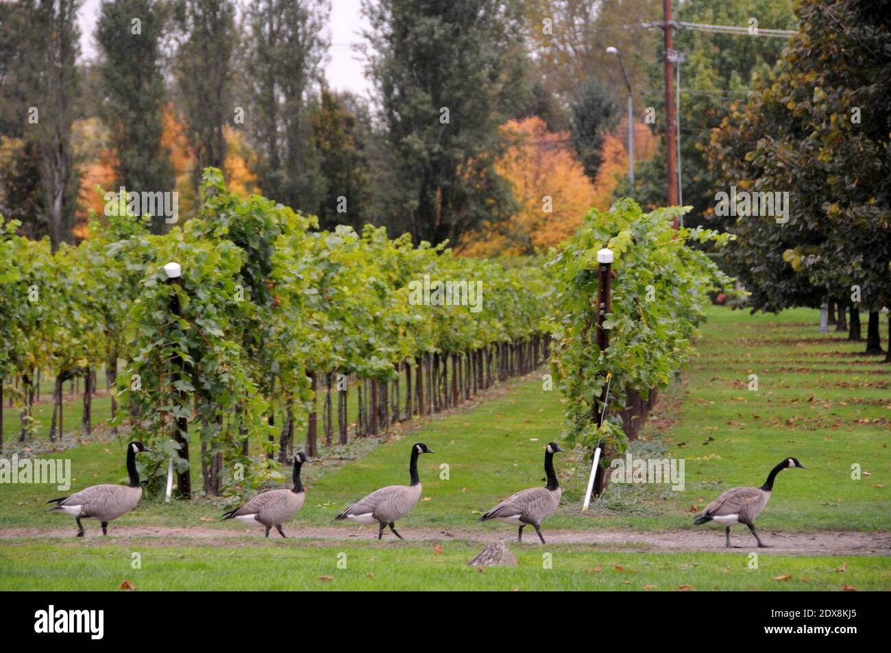 Order of geese hi-res stock photography and images - Alamy