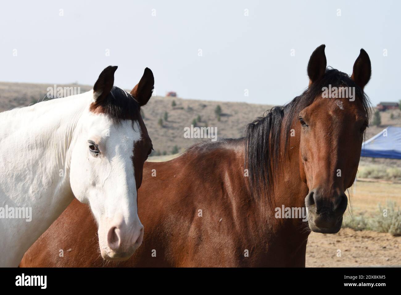 Close-up head shot of two horses of different colors, one is bicolor ...