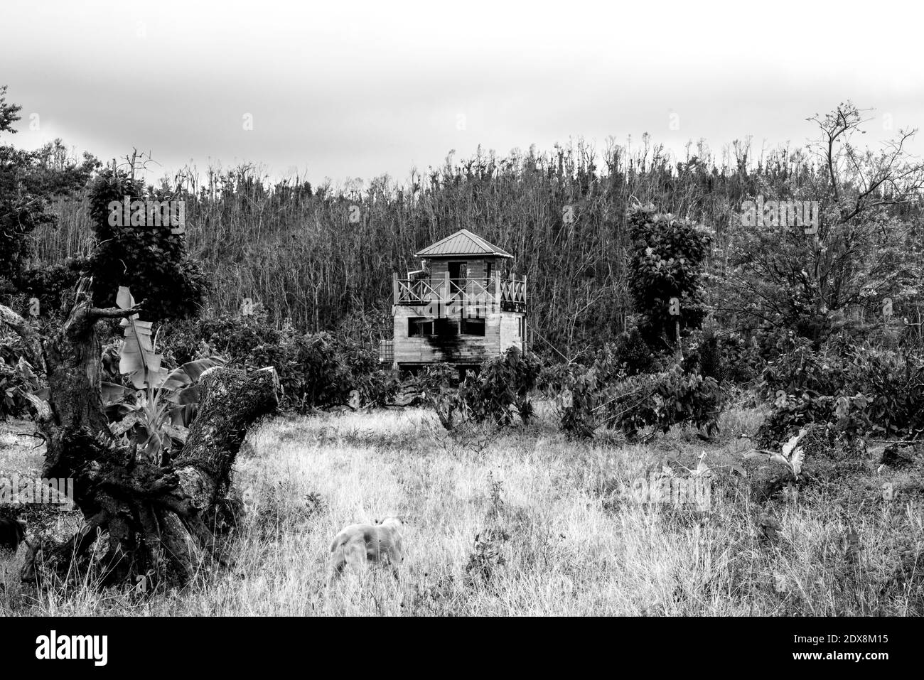 Roseau Dominica House High Resolution Stock Photography and Images - Alamy