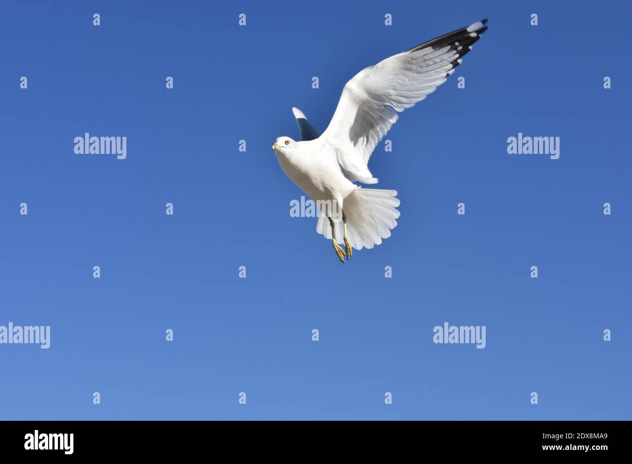 Seagull flying in the sky. Blue sky background. Copy space. FT ...
