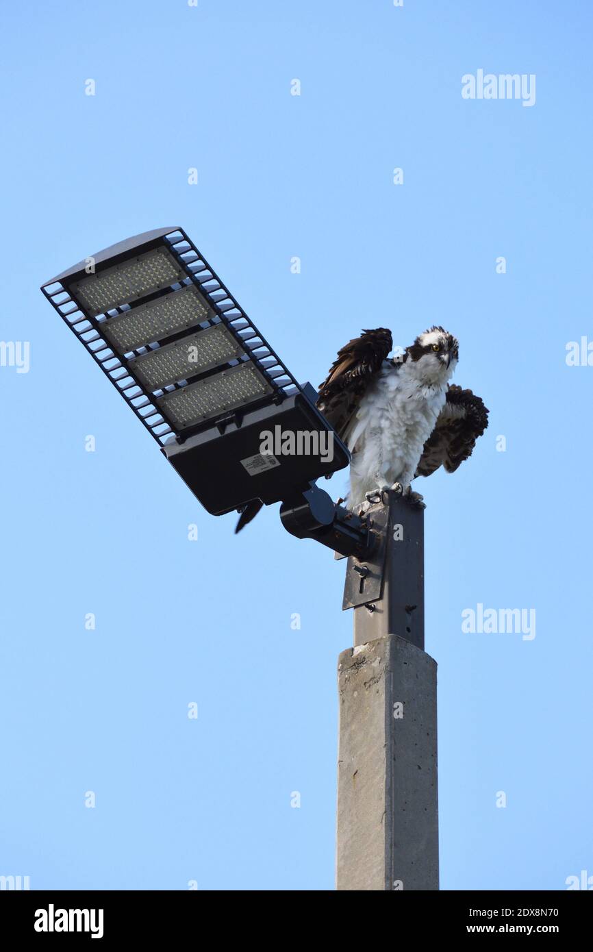 Young eagle spread the wings on the solar panel light pole. Clear blue ...