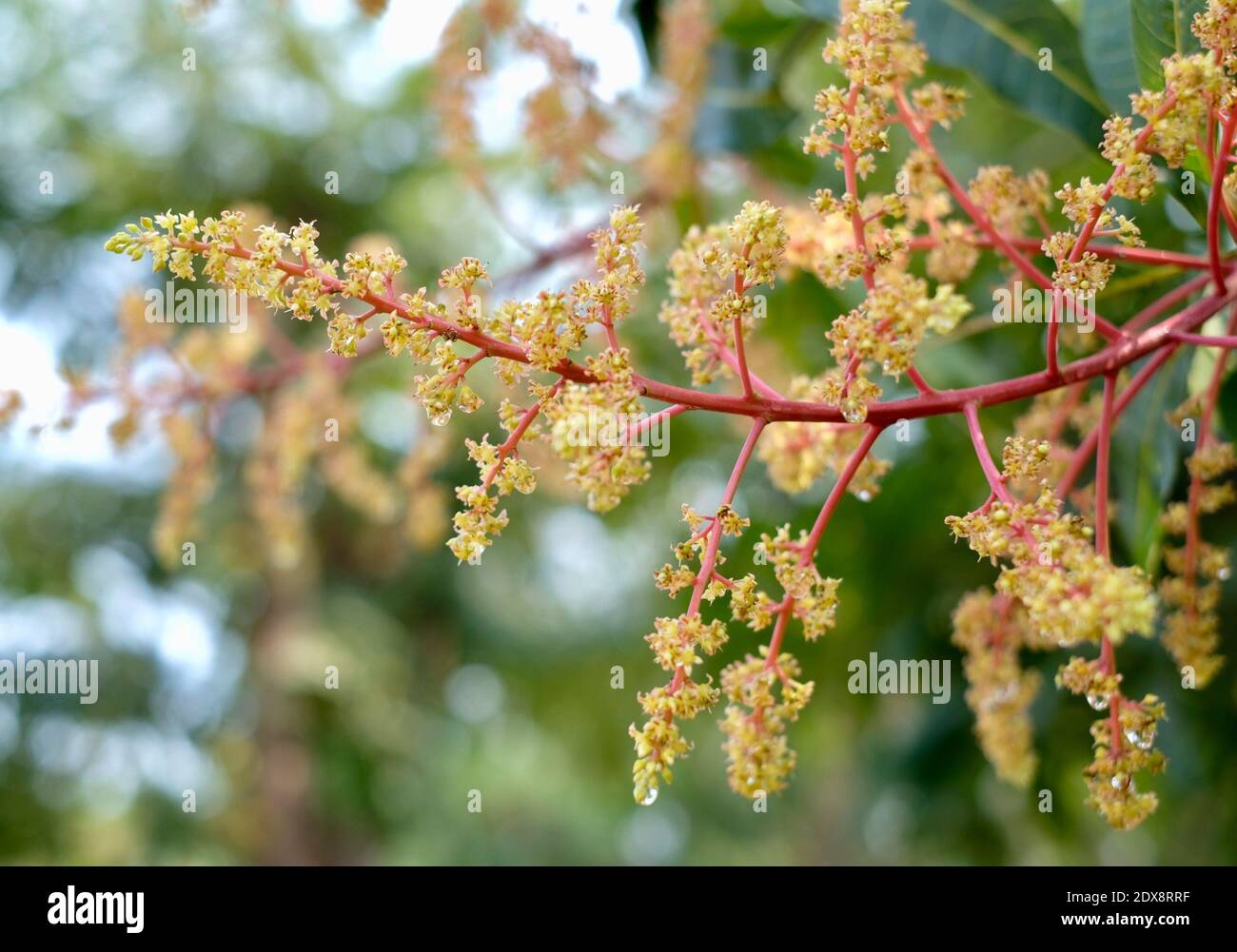 Mango tree in southeast asia hi-res stock photography and images - Alamy