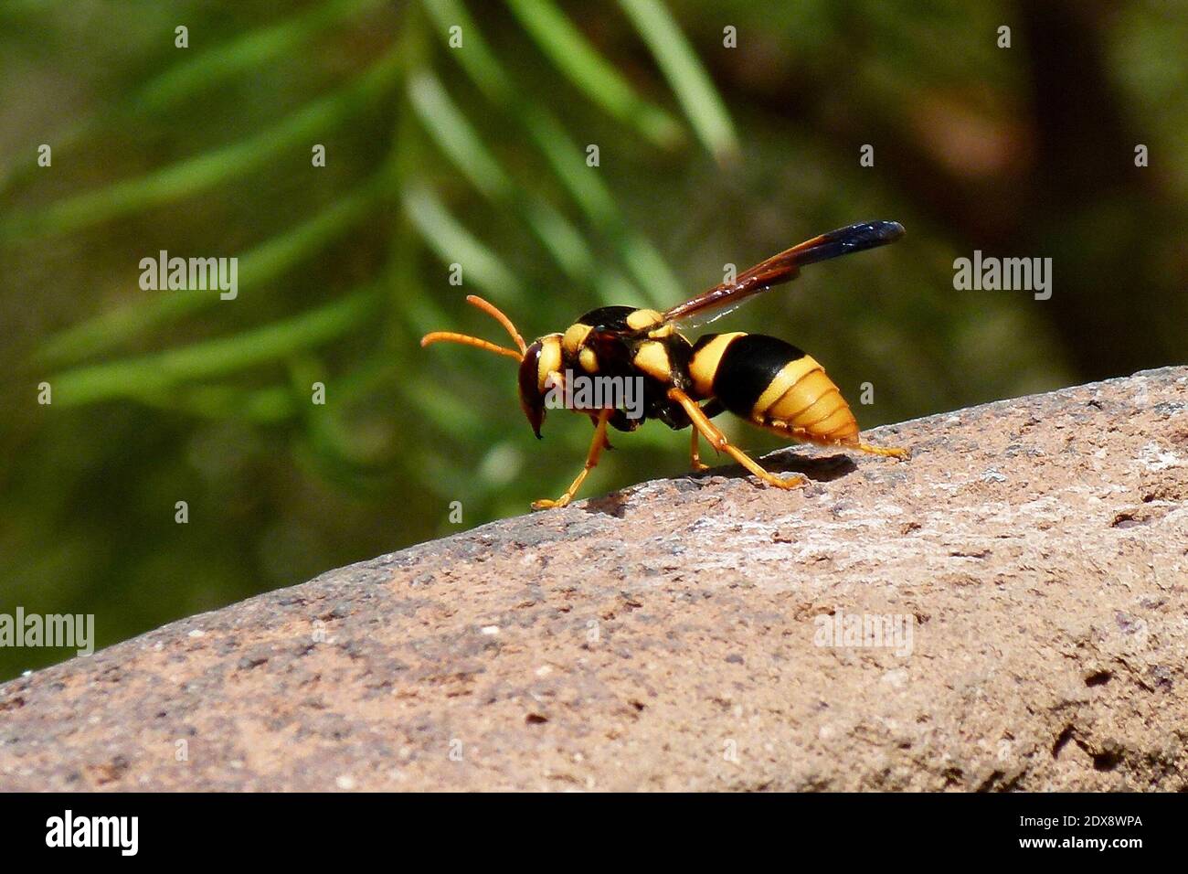 Australian hornet hi-res stock photography and images - Alamy