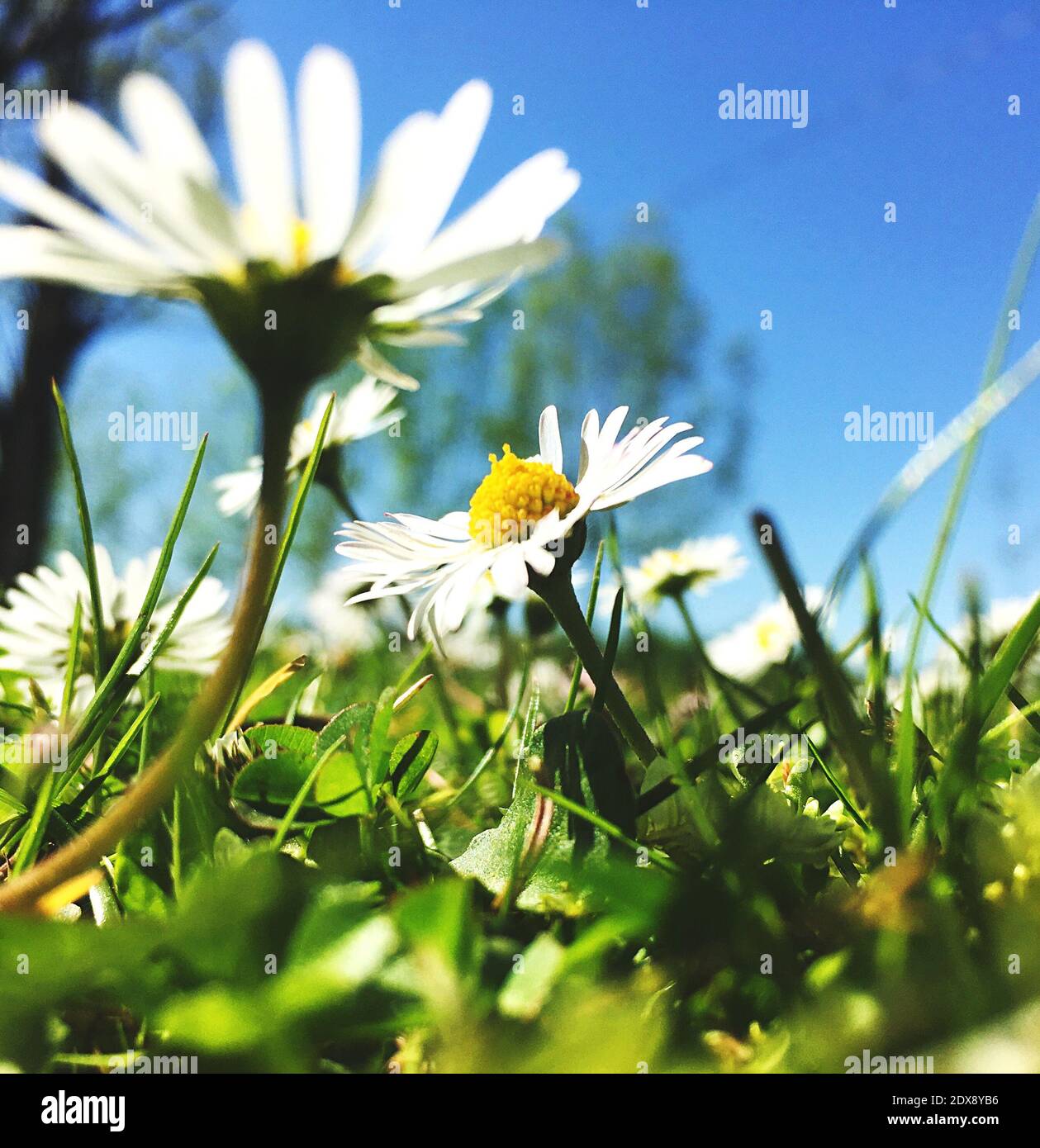 Daisy georgia hi-res stock photography and images - Alamy