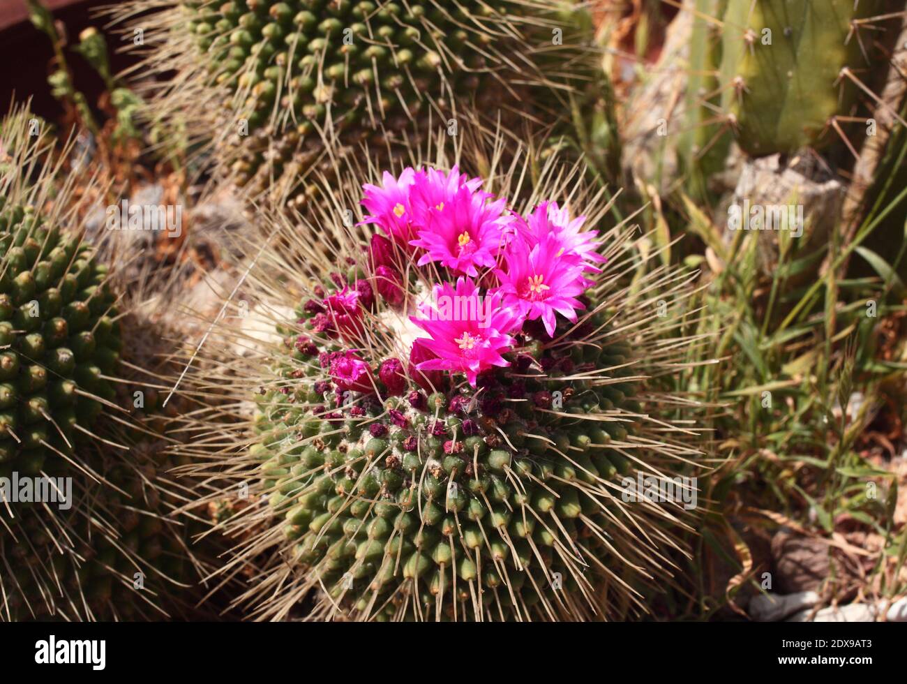 Enlarged flowers hi-res stock photography and images - Alamy