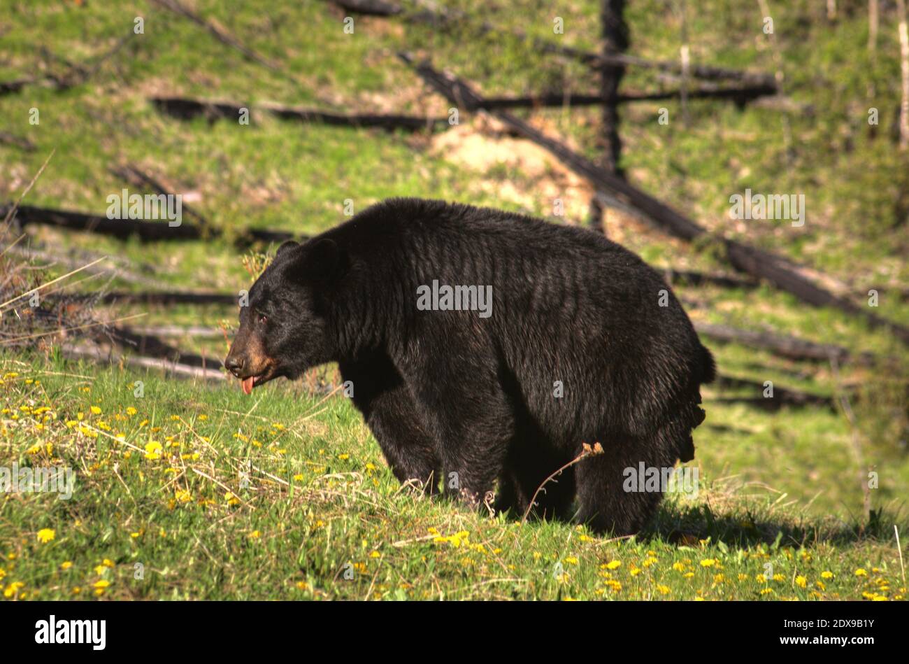 Bears banff canada hi-res stock photography and images - Alamy