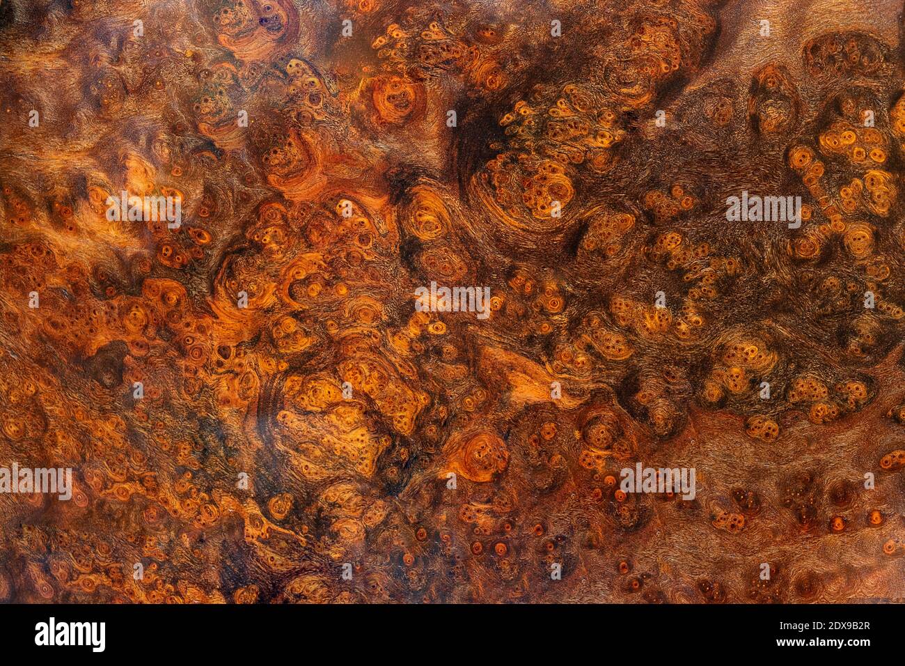 Oak tree burl hi-res stock photography and images - Alamy
