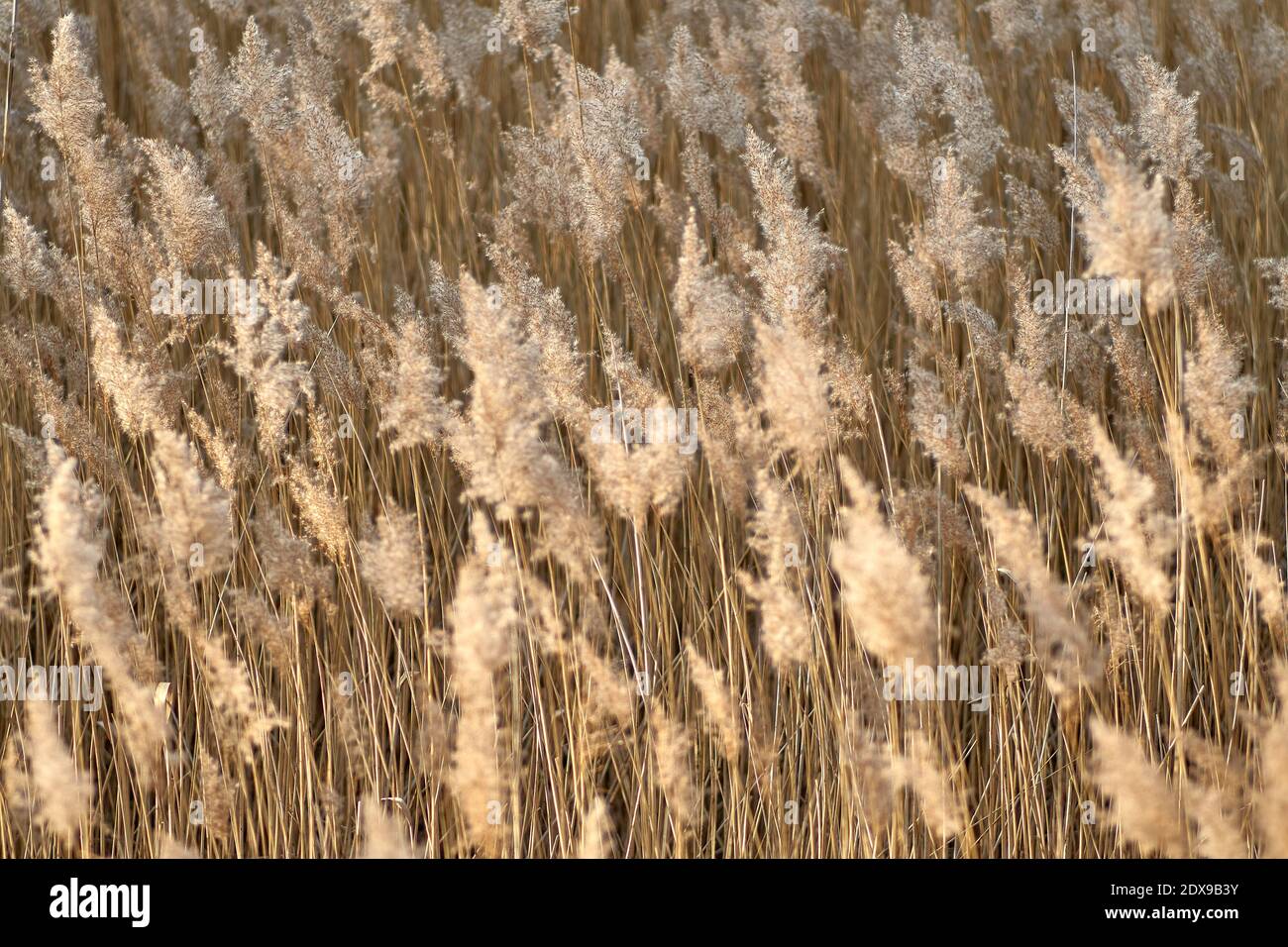 Reed gras hi-res stock photography and images - Alamy