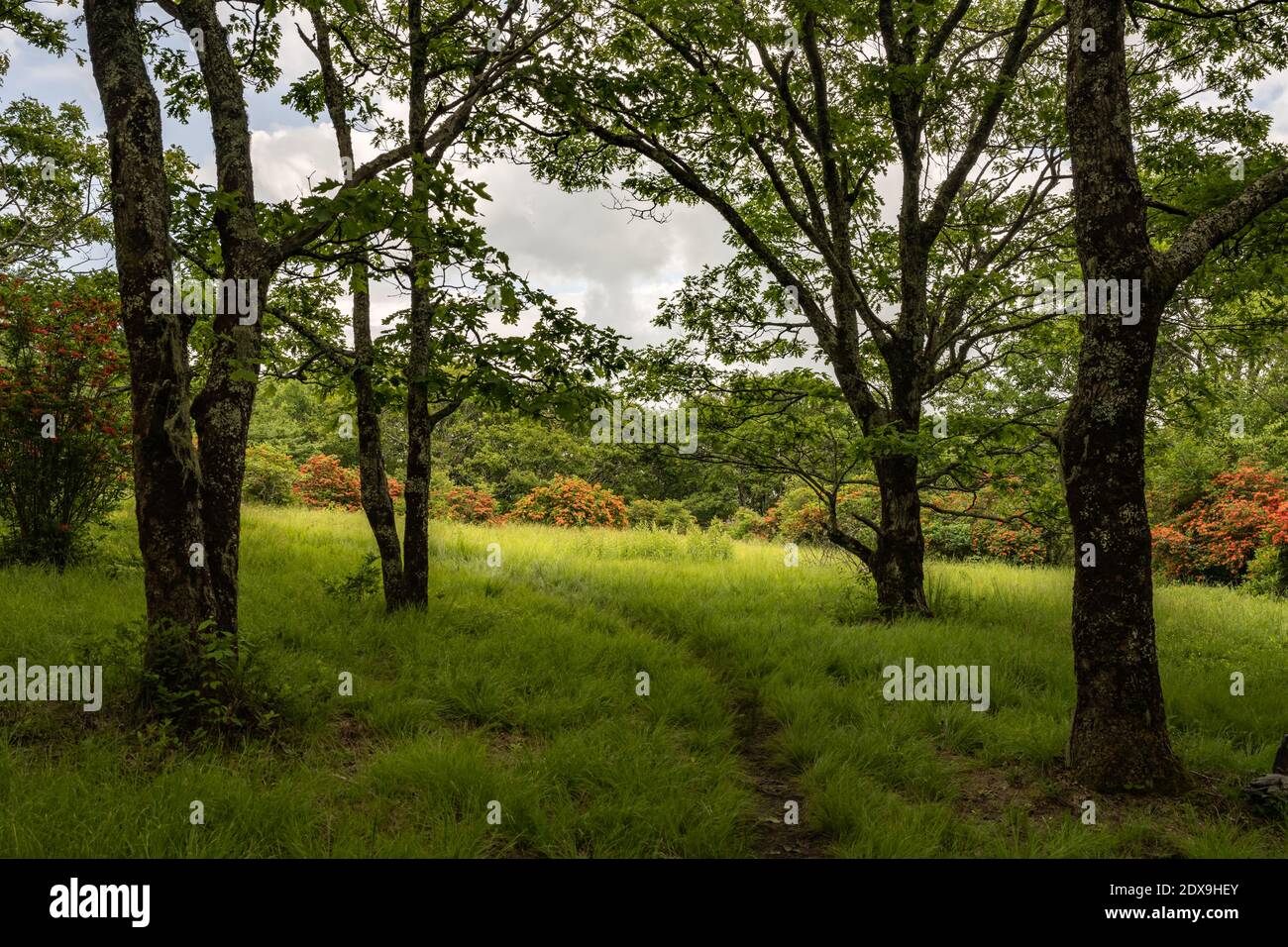 Meadow on Gregory Bald in Great Smoky Mountains National Park Stock ...