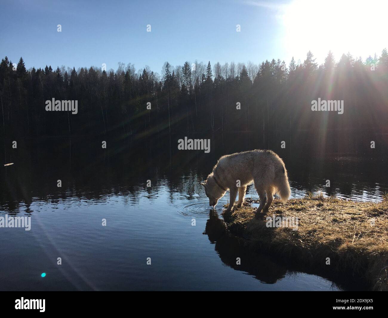 Dog In A Lake Stock Photo - Alamy