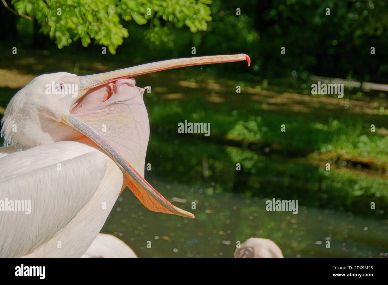 Pelican Yawning High Resolution Stock Photography and Images - Alamy