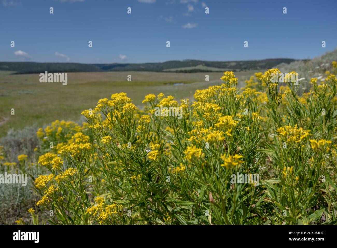 Yellow wildflowers in yellowstone hi-res stock photography and images ...
