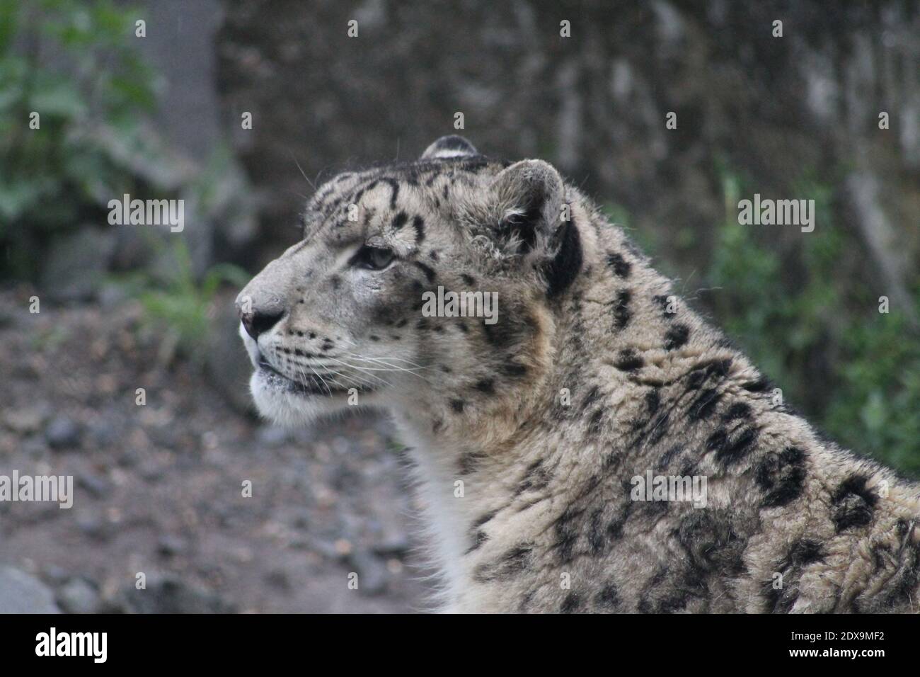 Snow leopard in profile in hi-res stock photography and images - Alamy