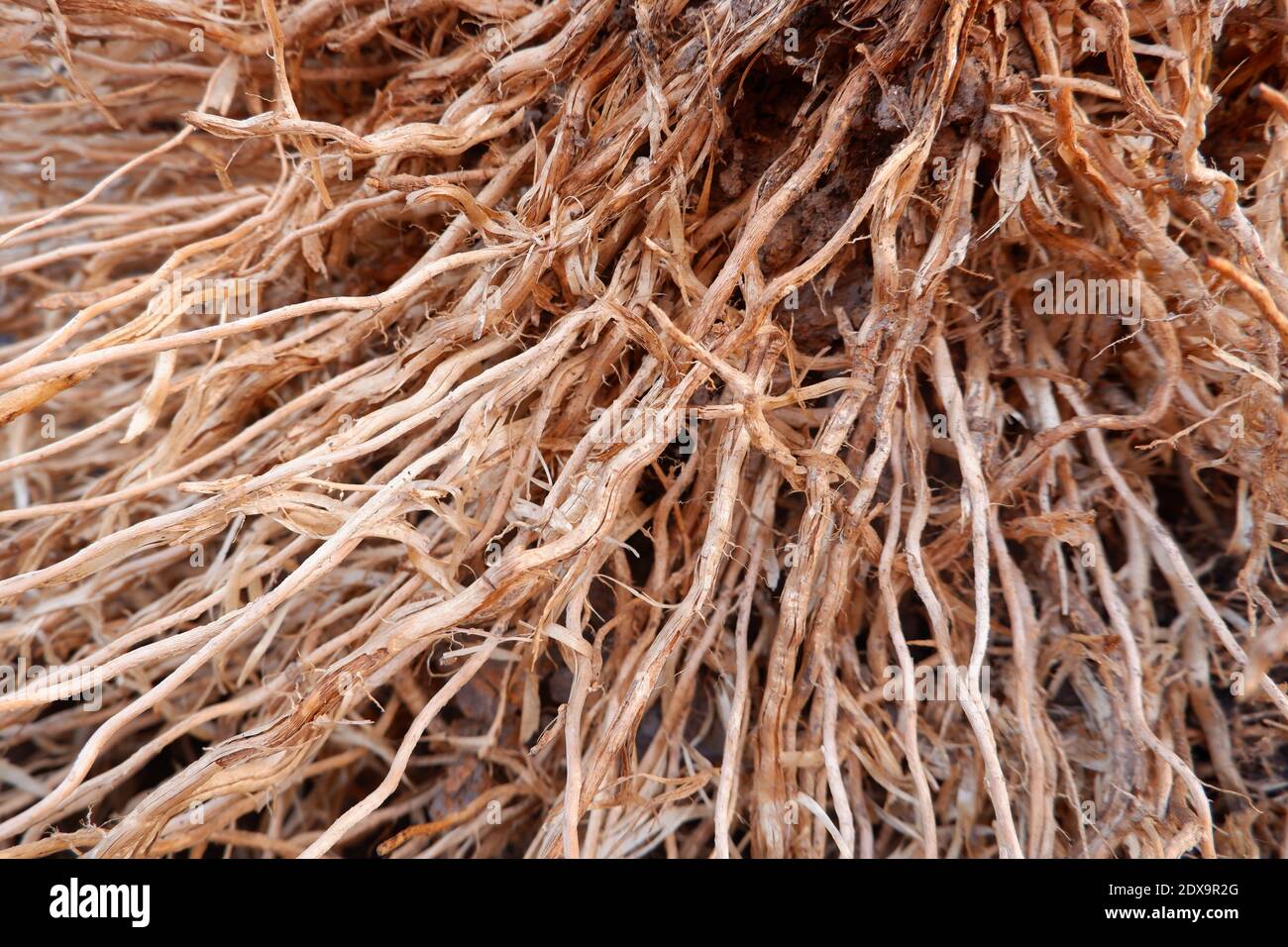 Bamboo tree roots hi-res stock photography and images - Alamy