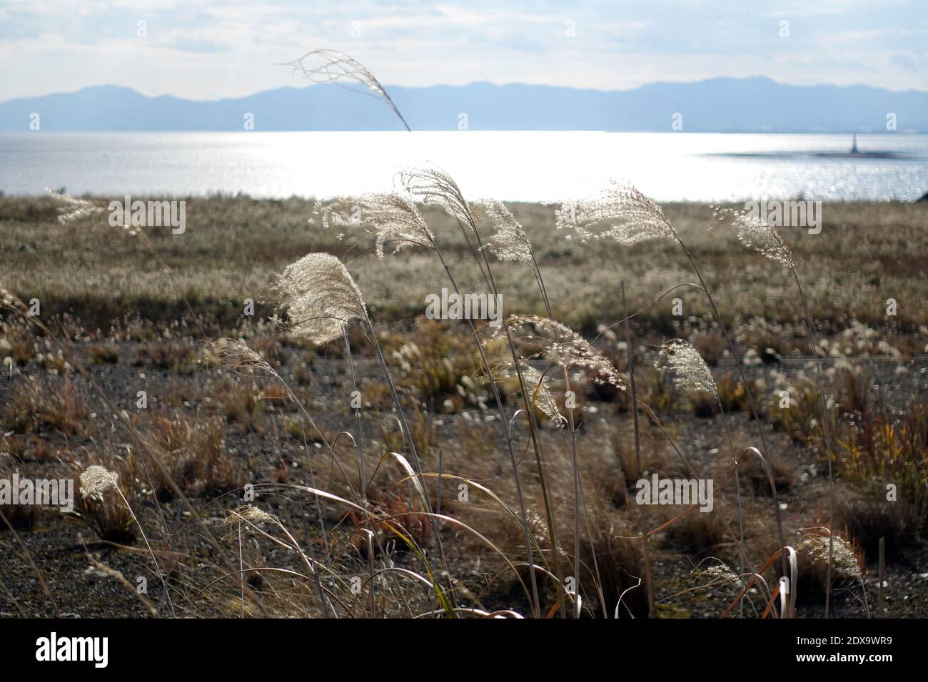Reed By The River Stock Photo - Alamy