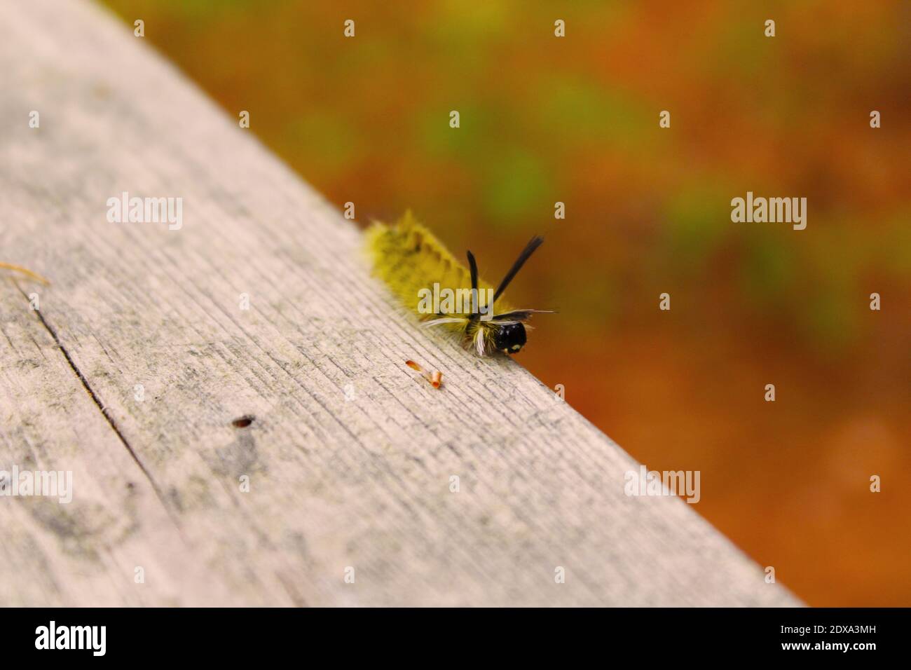 Away ant hi-res stock photography and images - Alamy