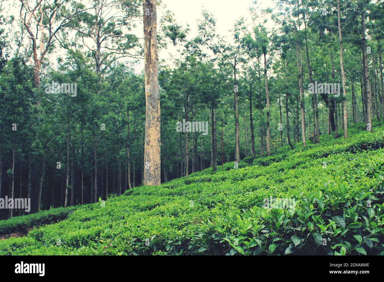 Crop tee hi-res stock photography and images - Alamy