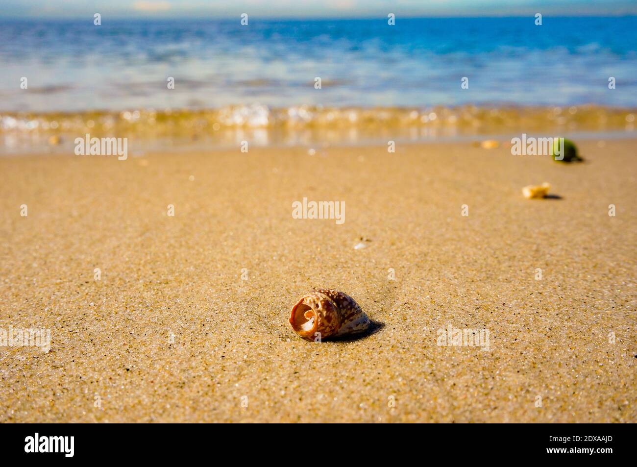 Seashell on beach australia hi-res stock photography and images - Alamy