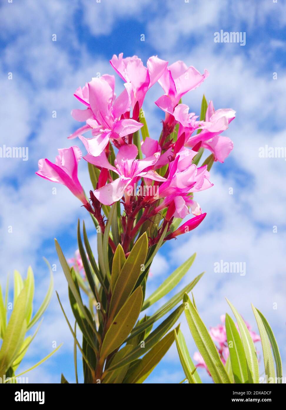 Tangier morocco garden hi-res stock photography and images - Alamy