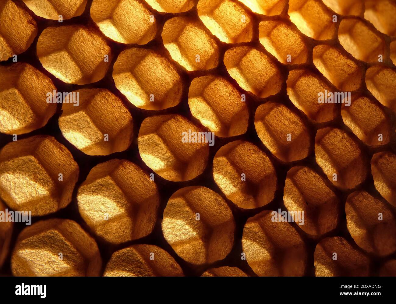 Honeycombes hi-res stock photography and images - Alamy