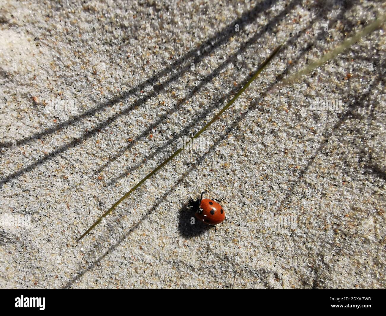 Ladybug on the sand hi-res stock photography and images - Alamy