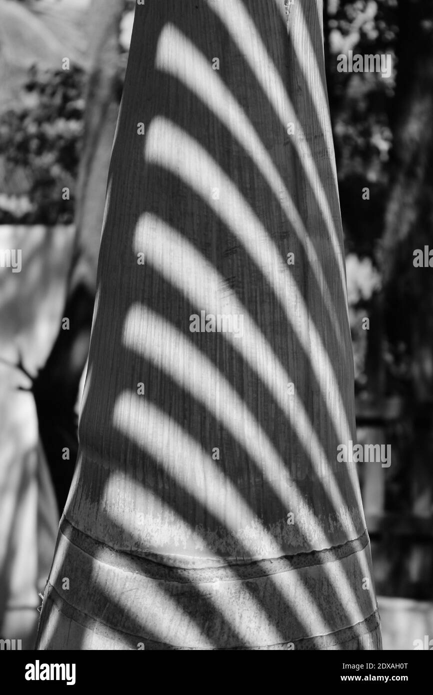 Close up view of light and shadow patterns hi-res stock photography and ...