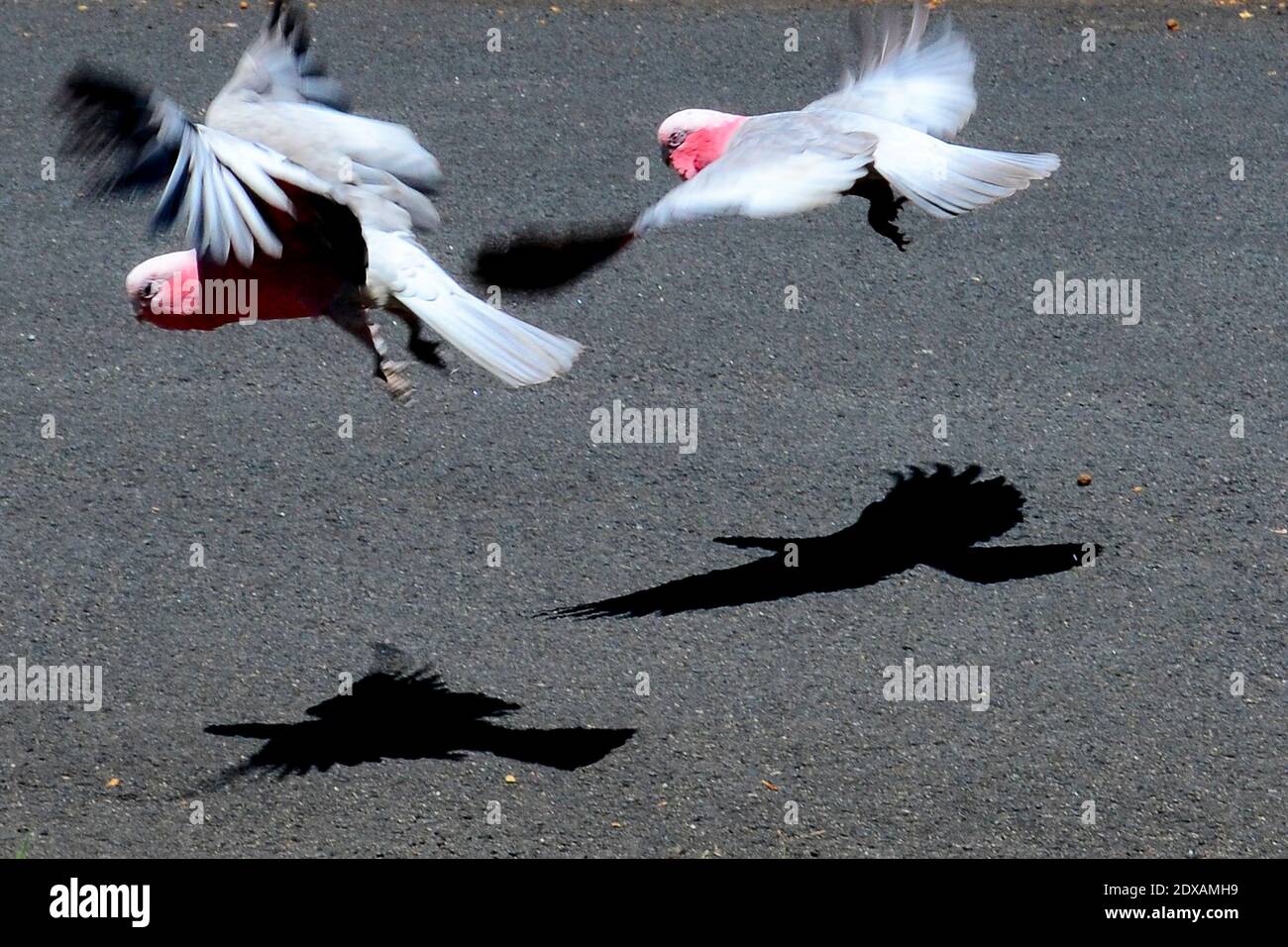 Parrots road hi-res stock photography and images - Alamy