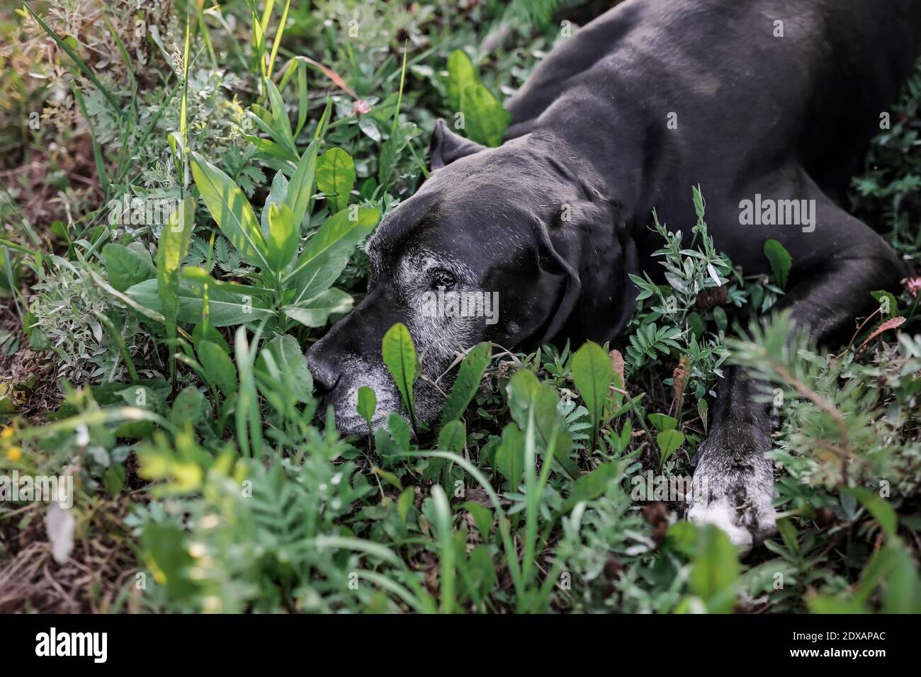 Labrador great dane hi-res stock photography and images - Alamy