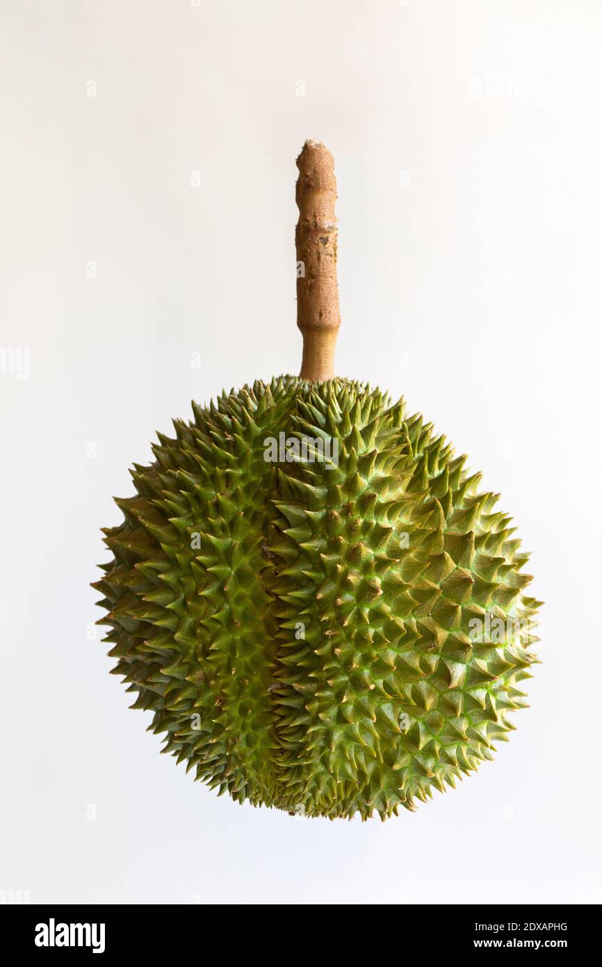 Rind Durian High Resolution Stock Photography and Images - Alamy