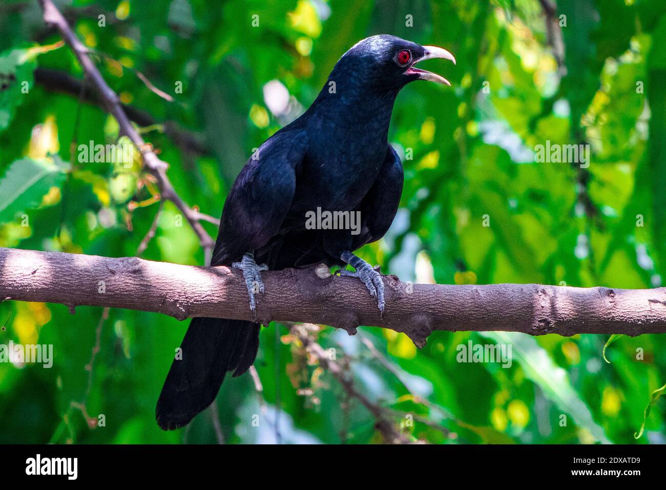 Black koel hi-res stock photography and images - Alamy