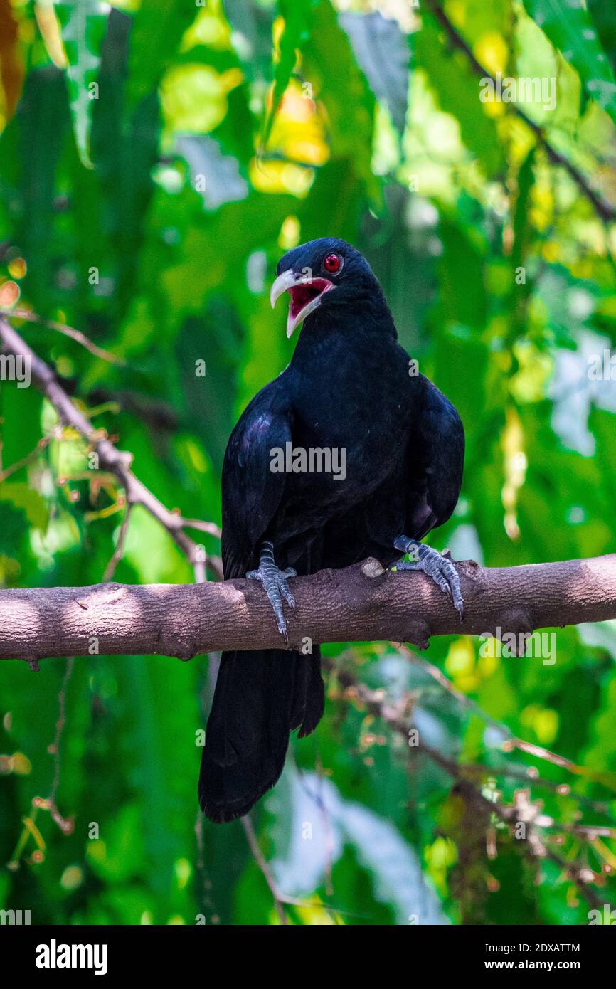 Male asian koel hi-res stock photography and images - Alamy