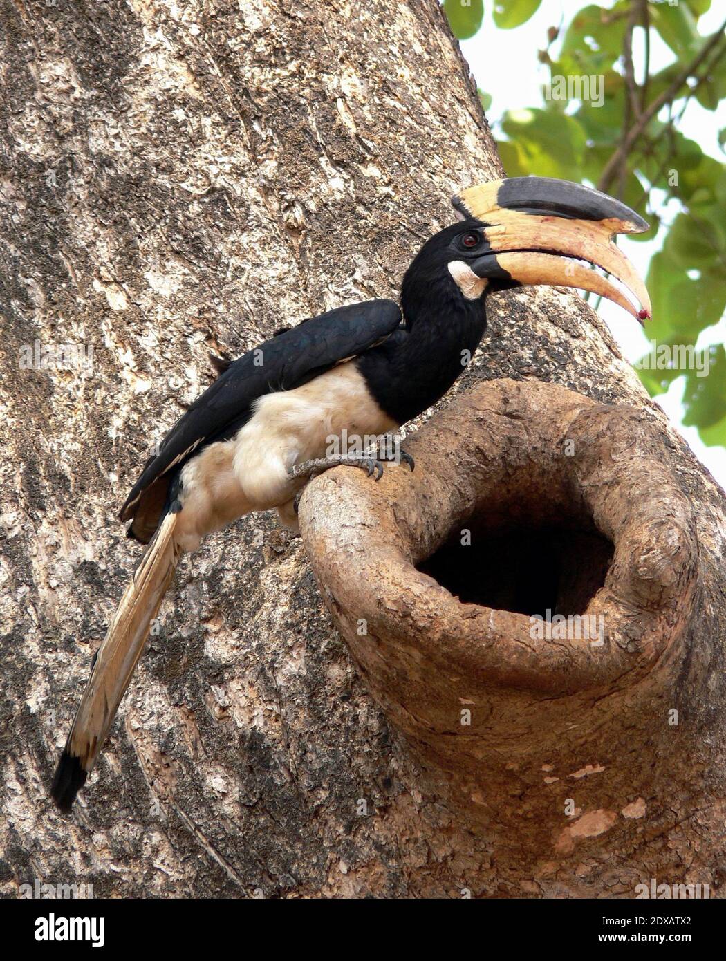 Malbar High Resolution Stock Photography and Images - Alamy