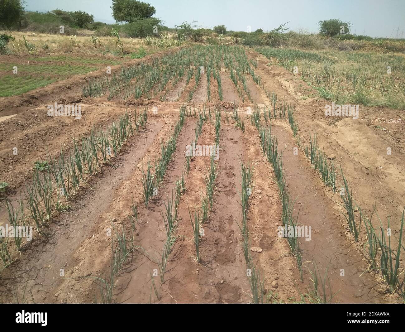 Dawa dawa tree hi-res stock photography and images - Alamy