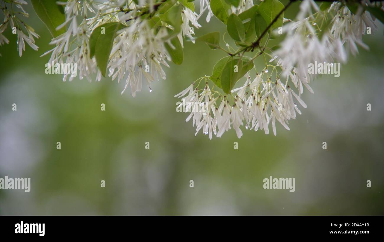 Ipop hi-res stock photography and images - Alamy