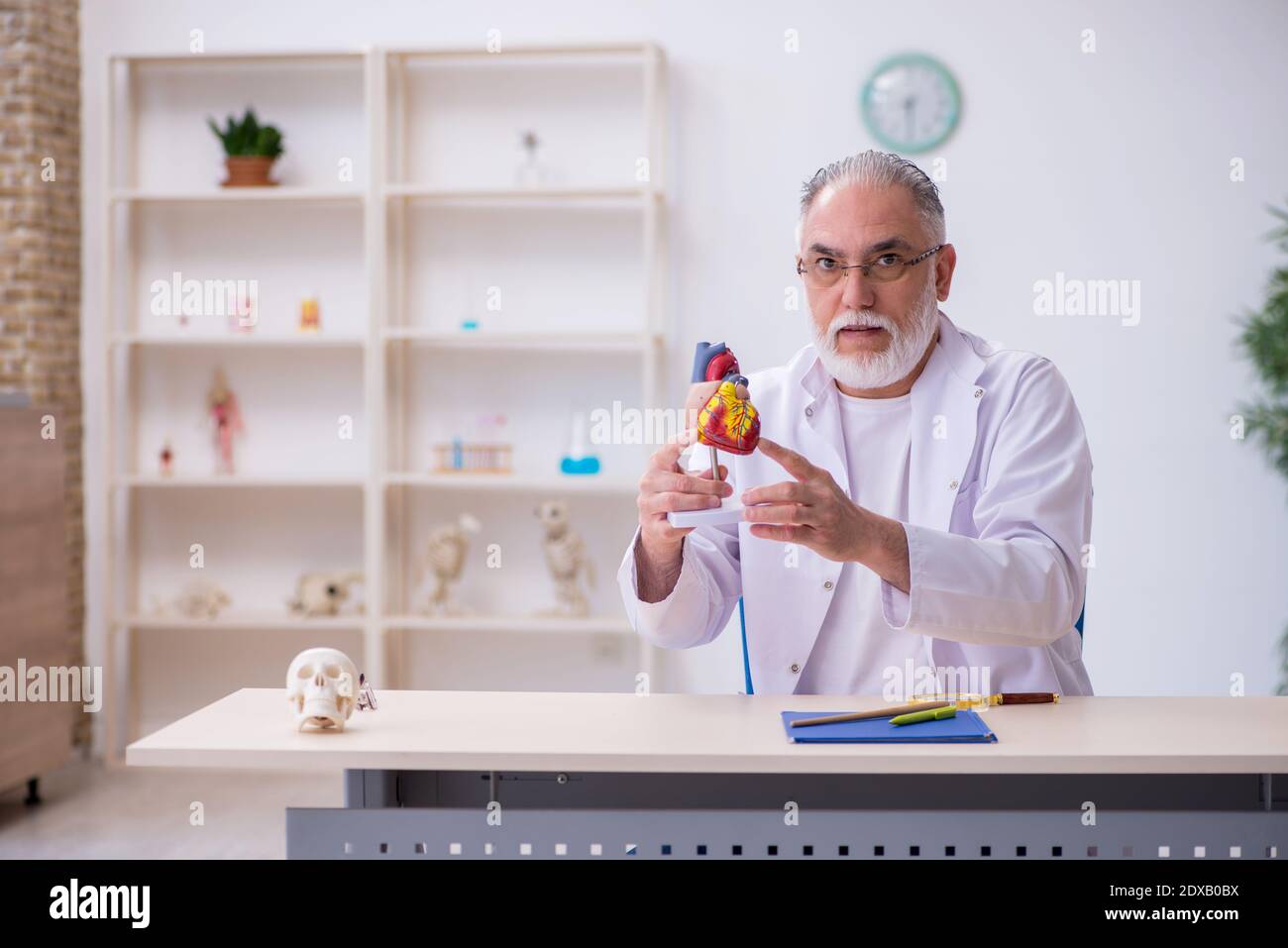 Old cardiologist explaining human heart structure Stock Photo - Alamy