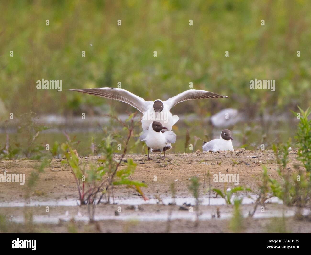Humping birds hi-res stock photography and images - Alamy