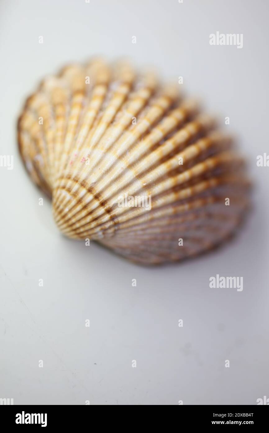 Shell close up modern background high quality print Stock Photo - Alamy