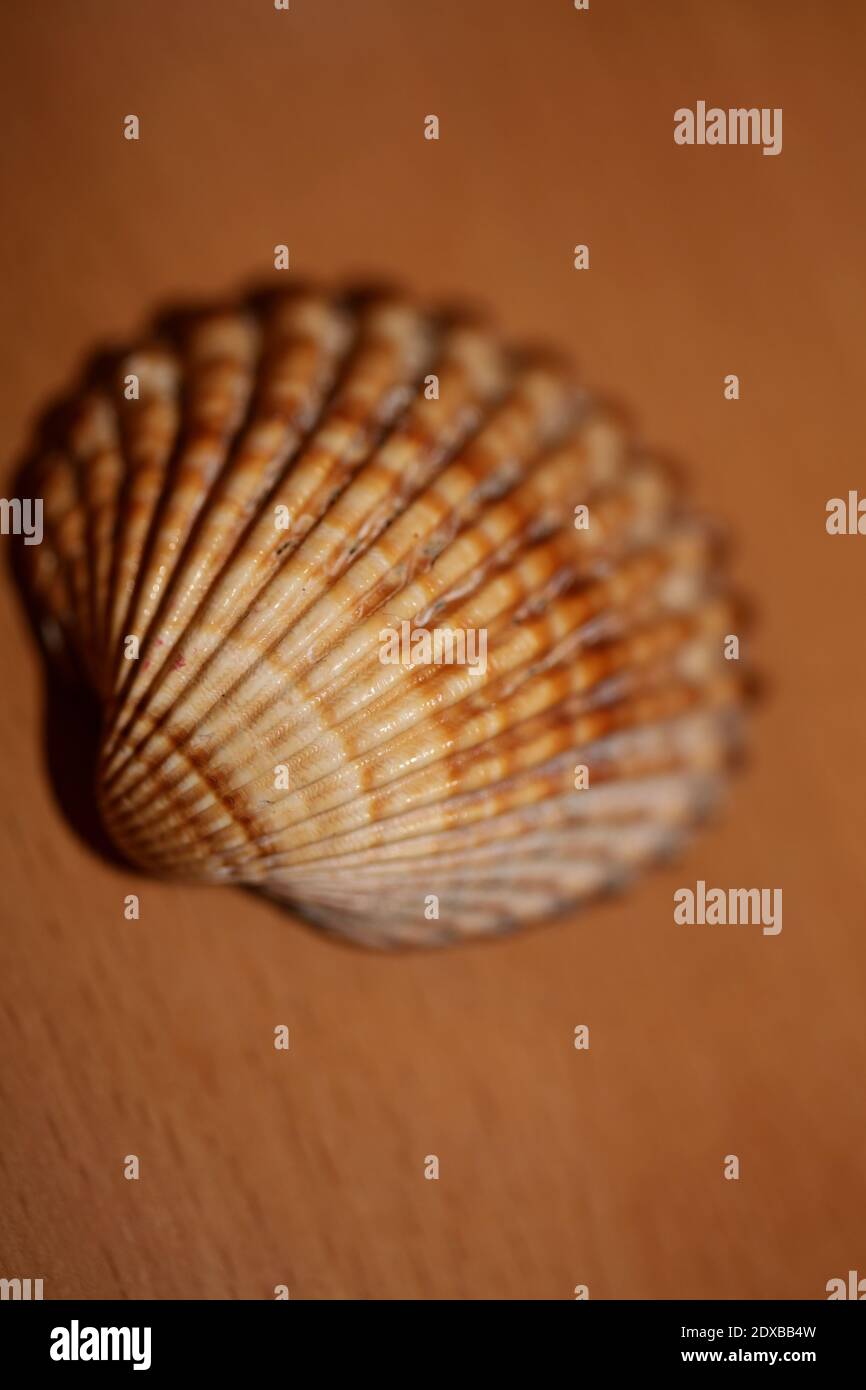 Shell close up modern background high quality print Stock Photo - Alamy
