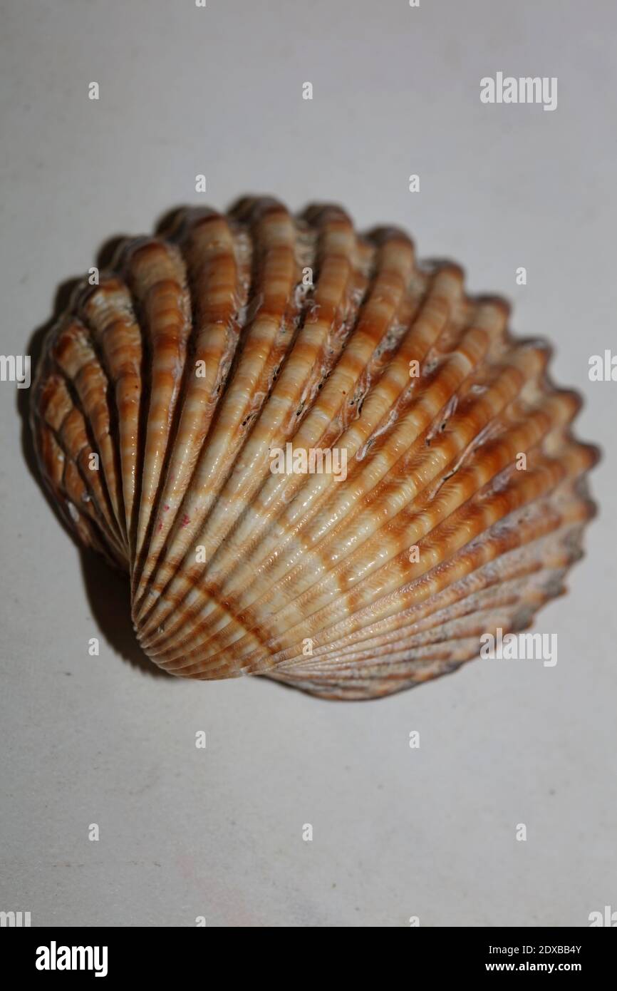 Shell close up modern background high quality print Stock Photo - Alamy