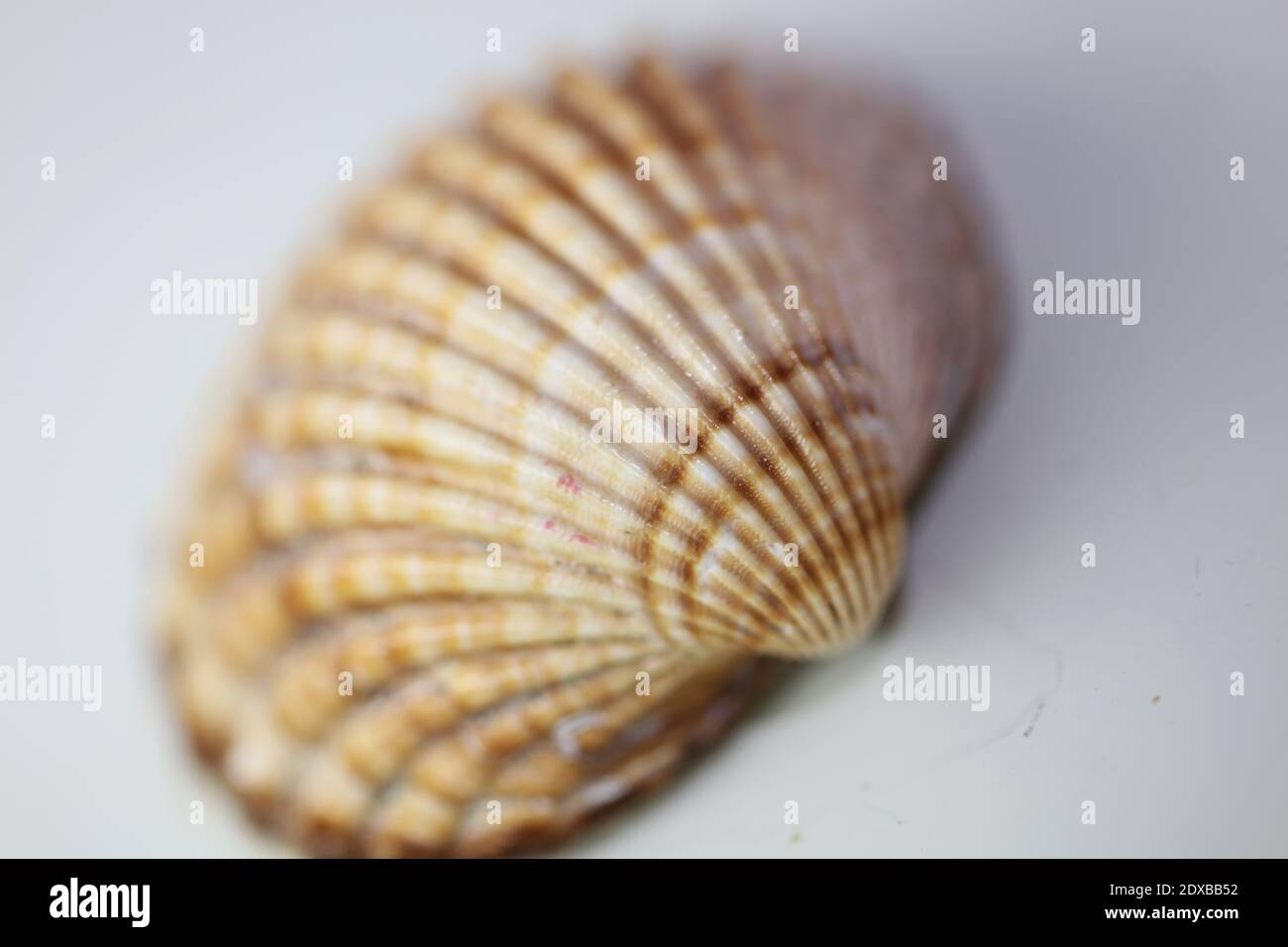 Shell close up modern background high quality print Stock Photo - Alamy
