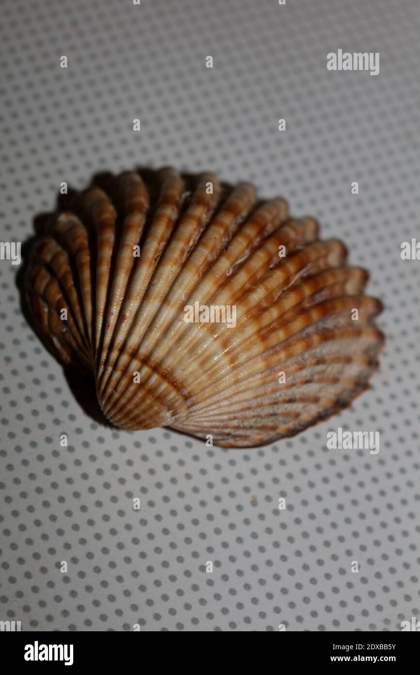 Shell close up modern background high quality print Stock Photo - Alamy