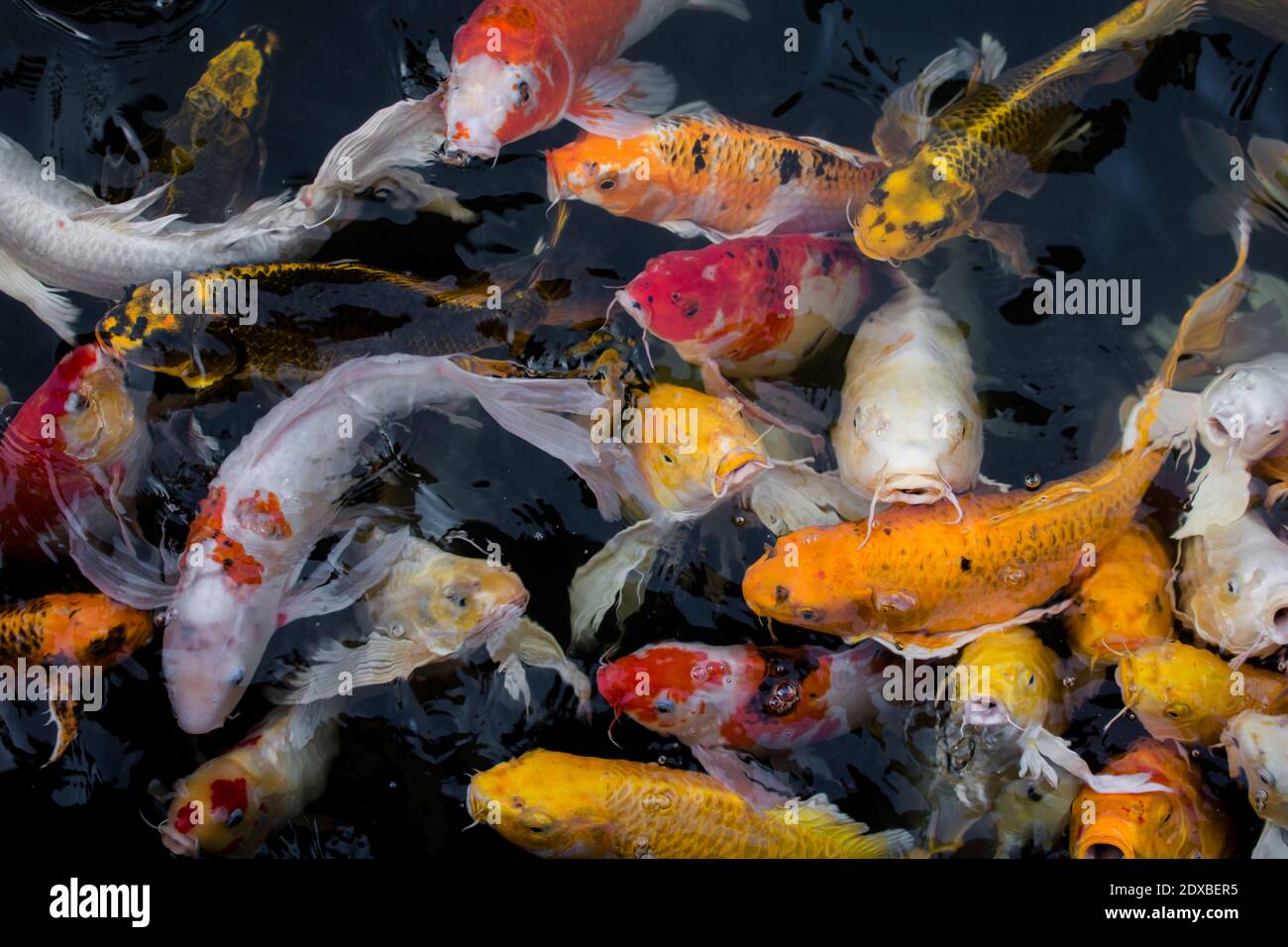 Koi fish, Colorful fancy fish closeup swimming at pond Stock Photo - Alamy