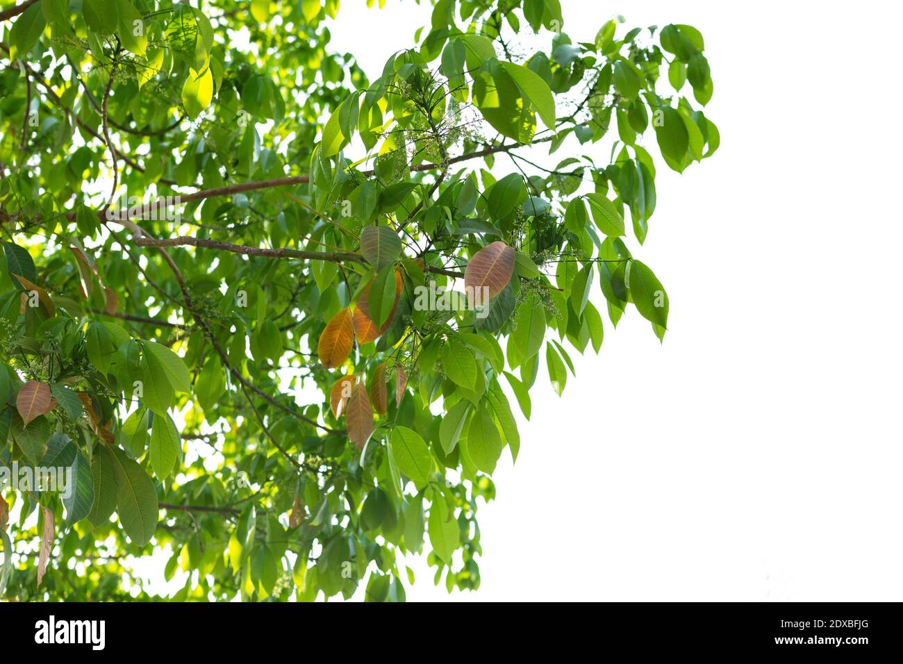 Fresh green rubber leaves isolated white background, hevea brasiliensis ...
